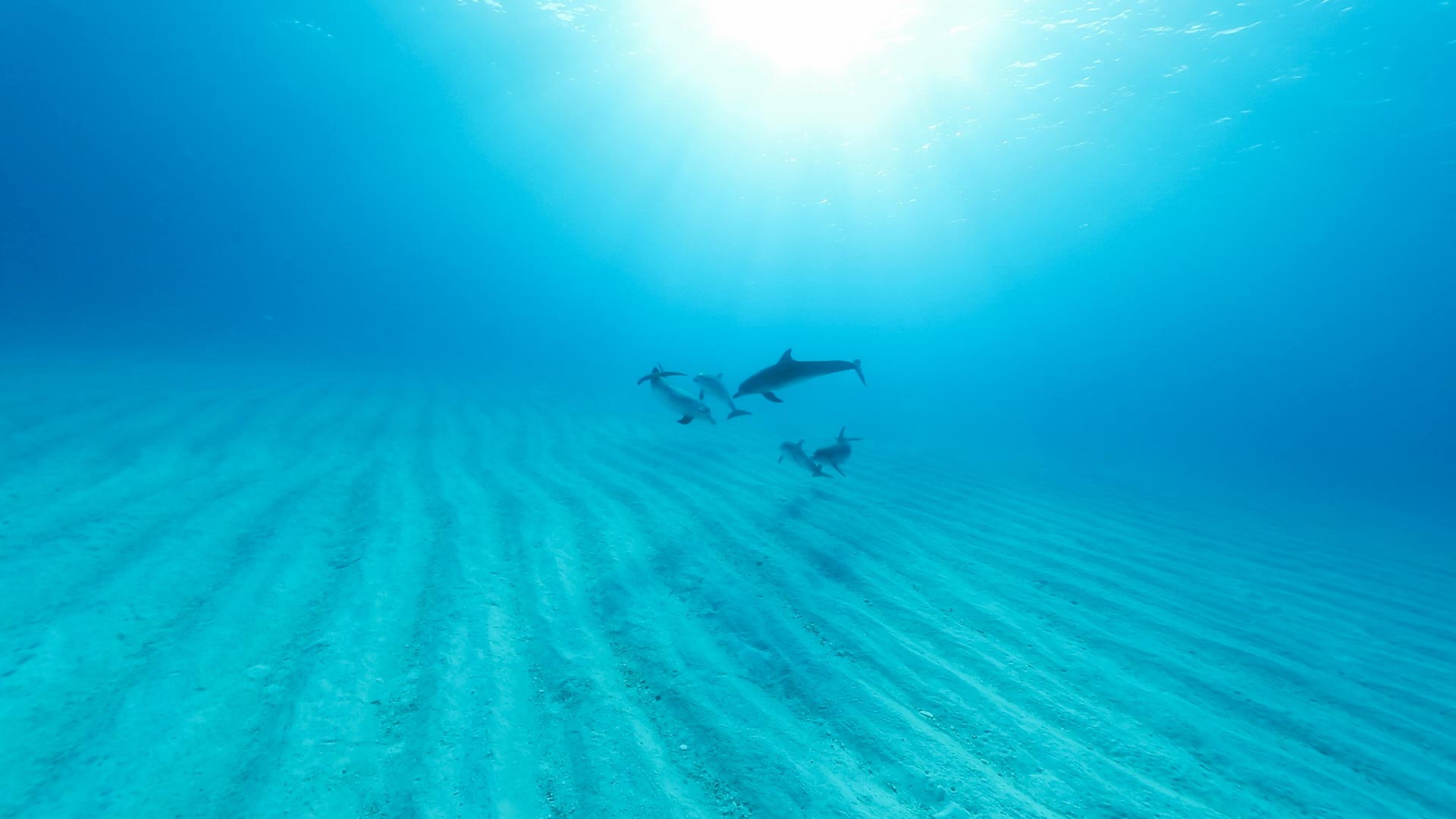 Kinderdisco im Ozean - dizzy-disco.de Kinder stärken mit Meeresschutzmusik